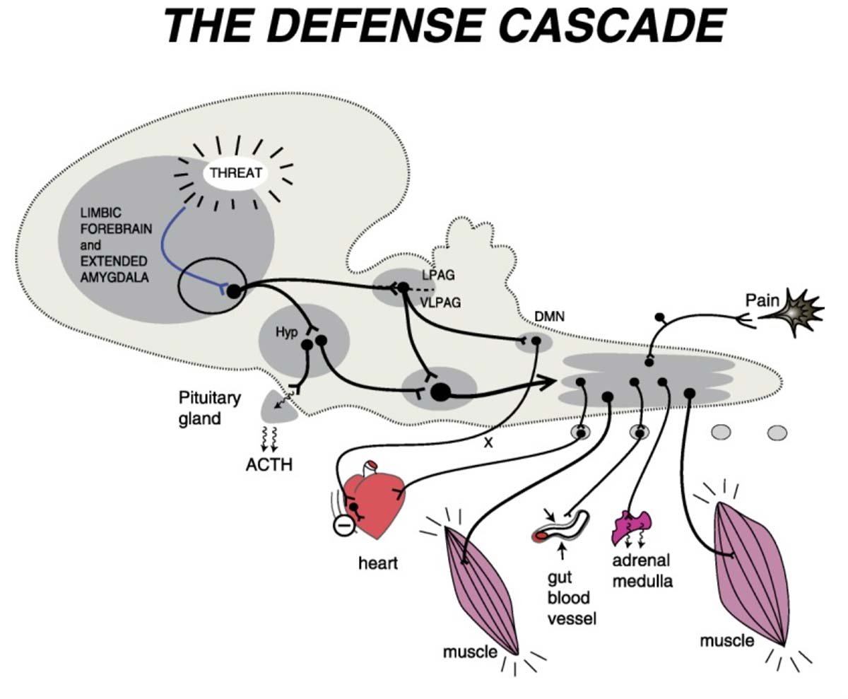 Fear Response in Self Defense: Harnessing Instincts for Safety